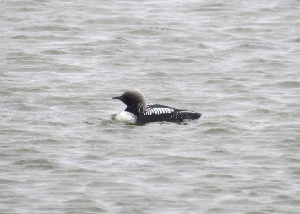 eBird Checklist - 21 Jul 2025 - Cambridge Bay--Road to Mount Pelly - 9 ...
