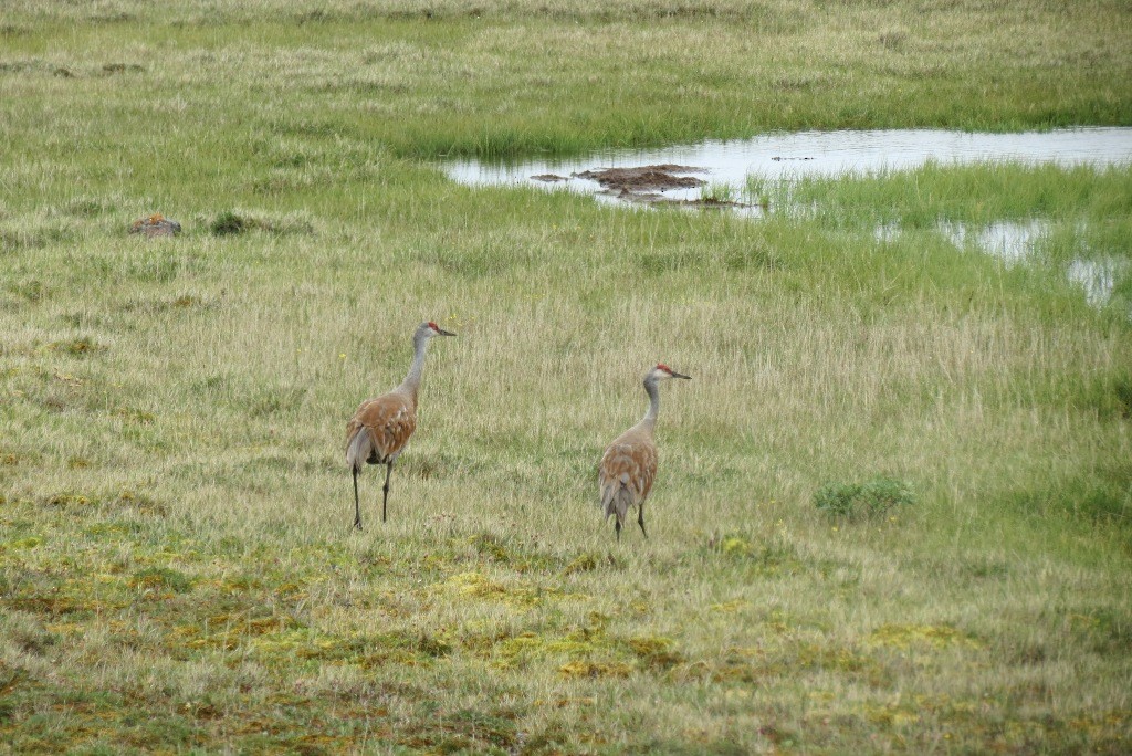 eBird Checklist - 21 Jul 2025 - Cambridge Bay--Road to Mount Pelly - 12 ...
