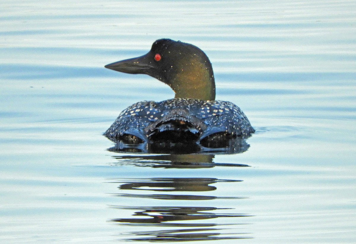 eBird Checklist - 3 Aug 2025 - Hartlen Point - 59 species (+2 other taxa)
