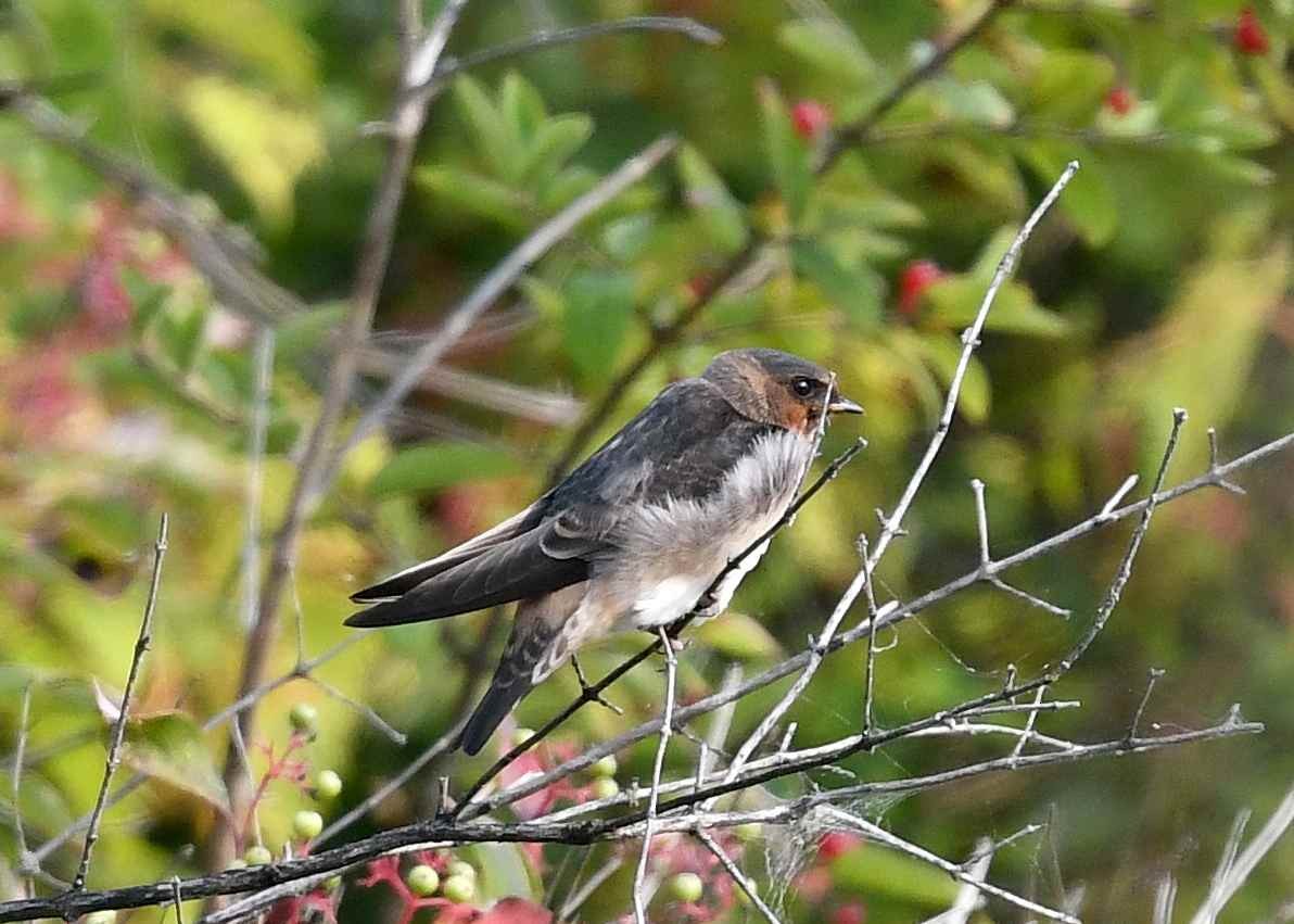 eBird Checklist - 6 Aug 2025 - Bob & Betty Cummings Memorial Park - 63 ...