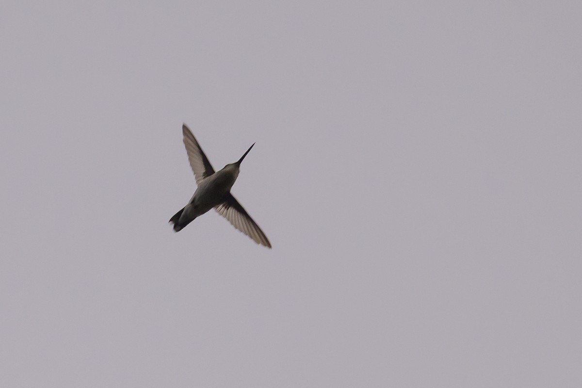 eBird Checklist - 6 Aug 2025 - Blue Mash Nature Trail - 54 species