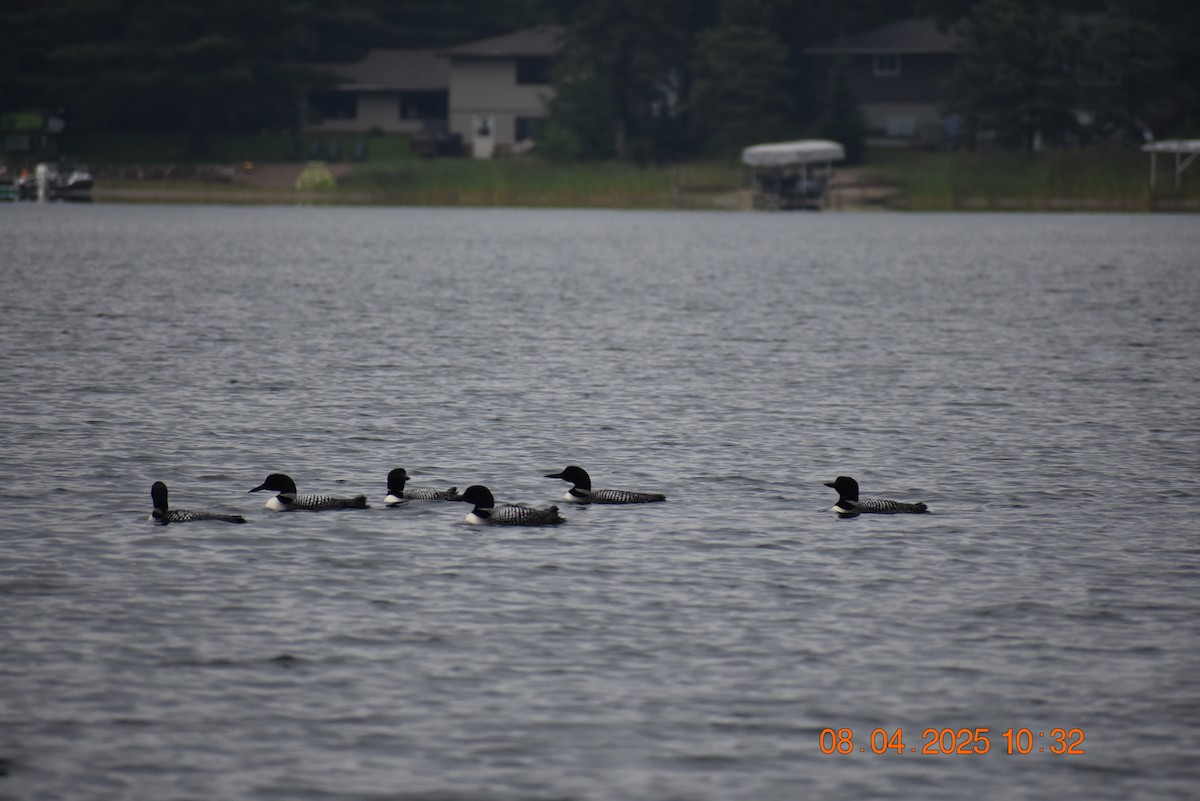 eBird Checklist - 4 Aug 2025 - 6262 Highland Scenic Drive, Baxter, Minnesota, US (46.334, -94. ...
