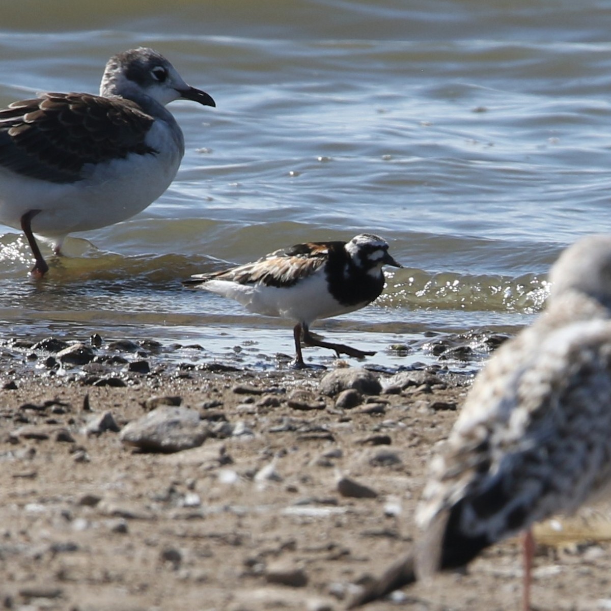 eBird Checklist - 6 Aug 2025 - Blacks Creek Bird Reserve - 1 species