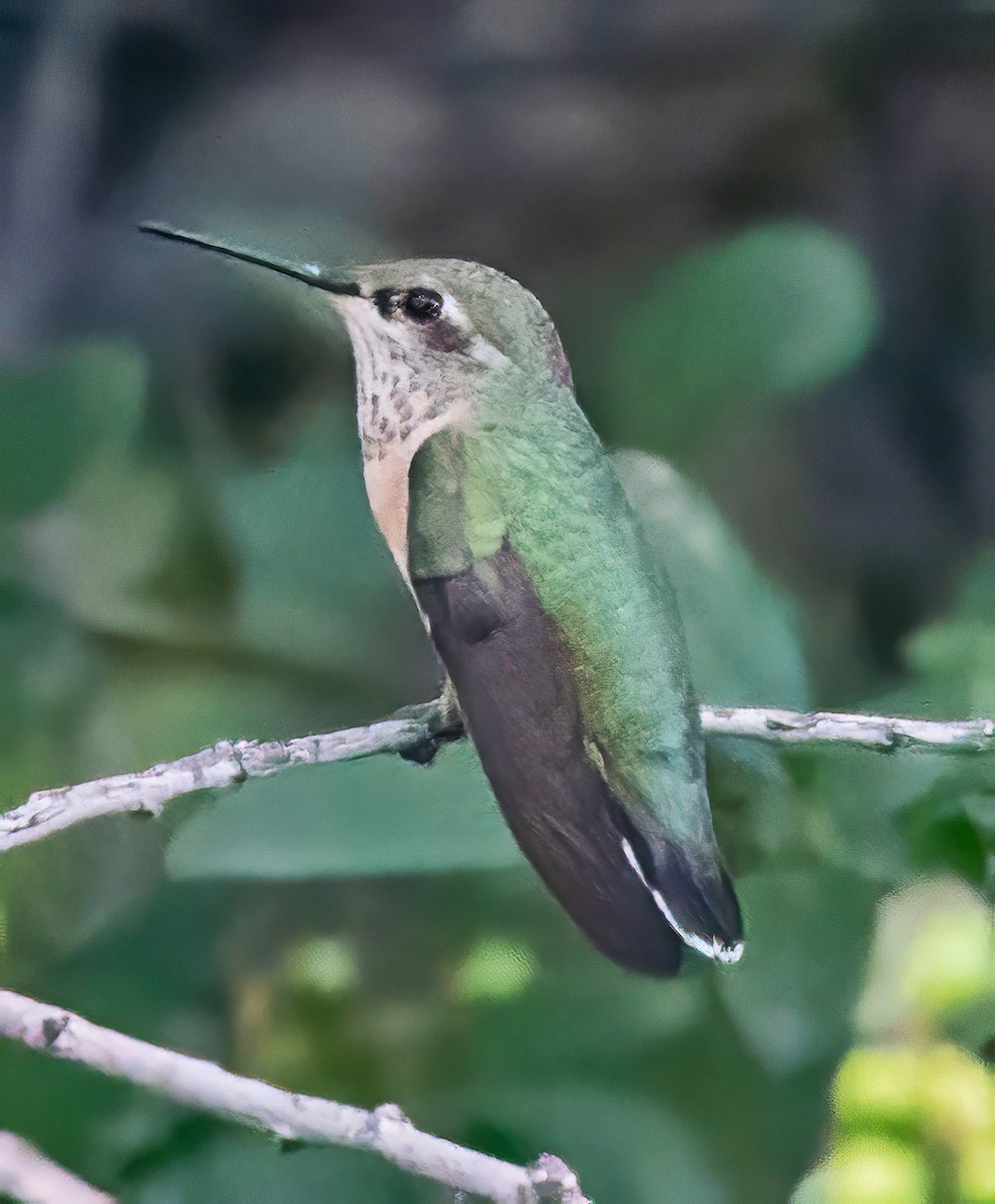 eBird Checklist - 6 Aug 2025 - Waneka Lake/Greenlee Preserve - 27 species