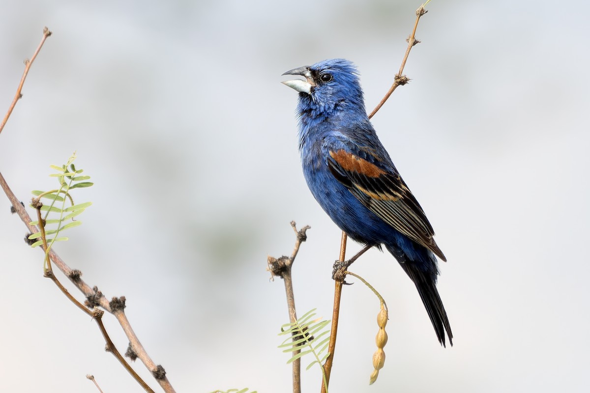 eBird Checklist - 21 Jul 2025 - Rodeo (town) - 13 species