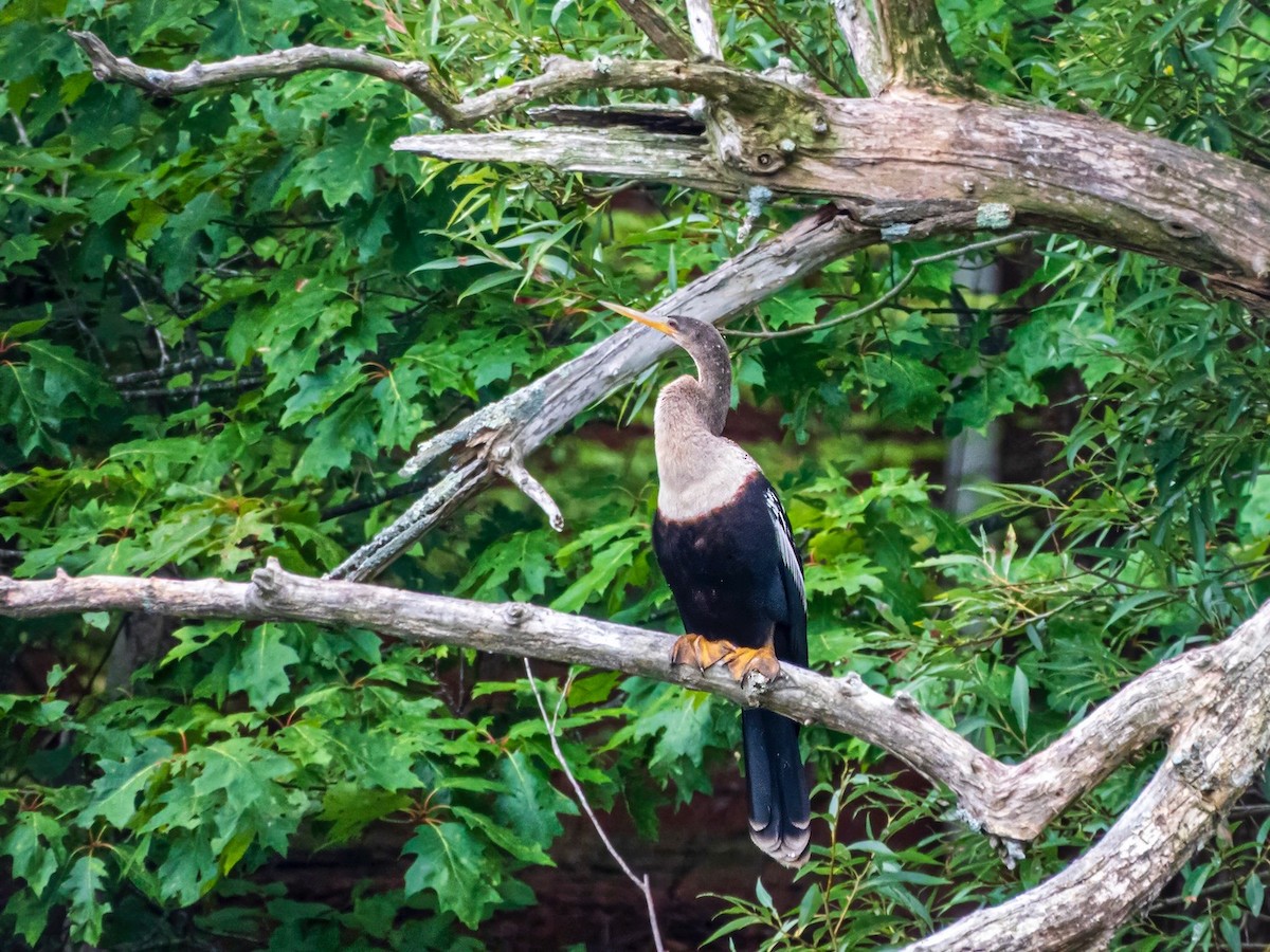 eBird Checklist - 6 Aug 2025 - Anhinga sighting - 1 species