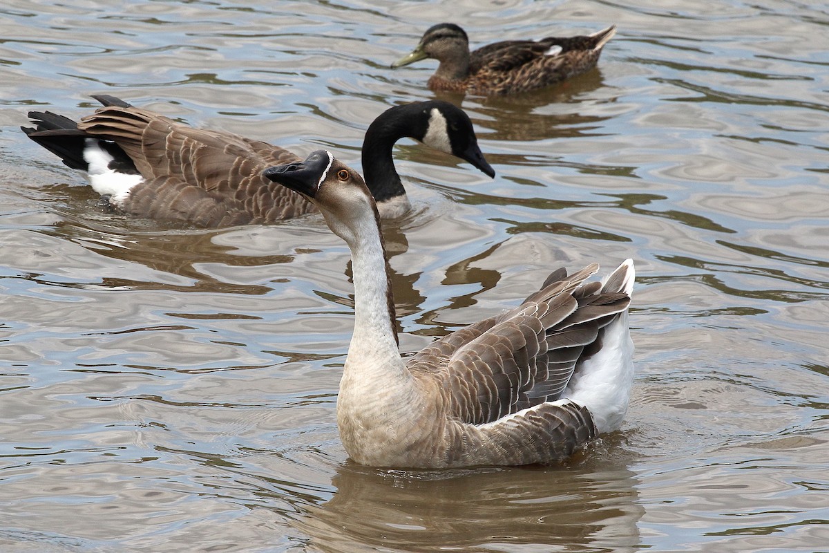 eBird Checklist - 6 Aug 2025 - Harris Riverfront Park--Boat Ramp - 10 ...