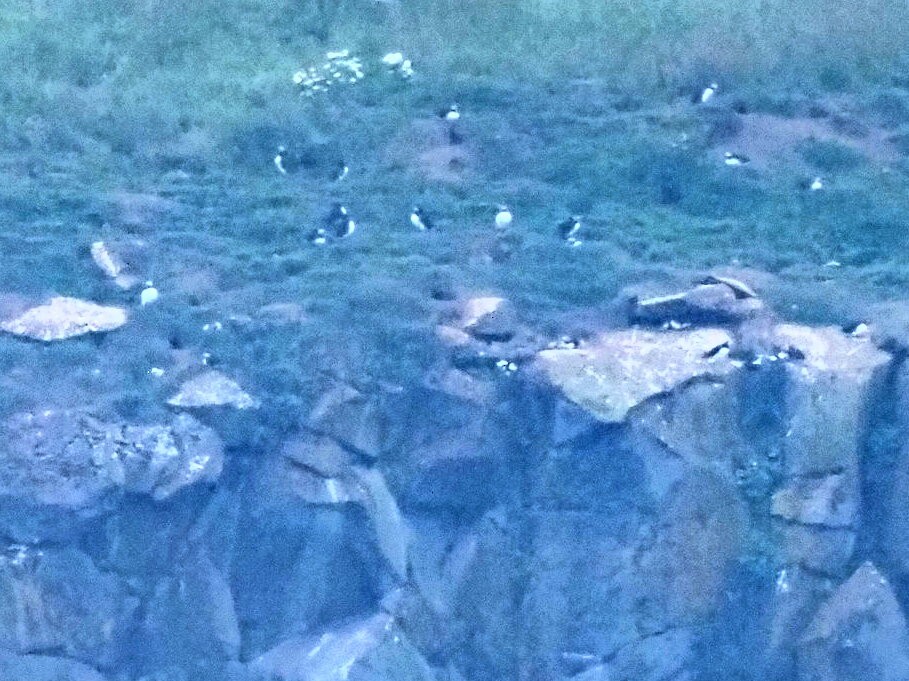 eBird Checklist - 21 Jul 2025 - Engey - 3 species