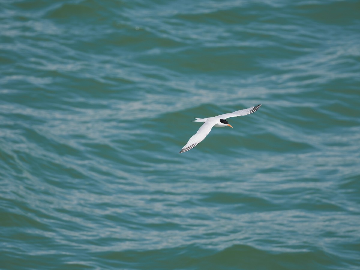 ML639947896 - Roseate Tern - Macaulay Library