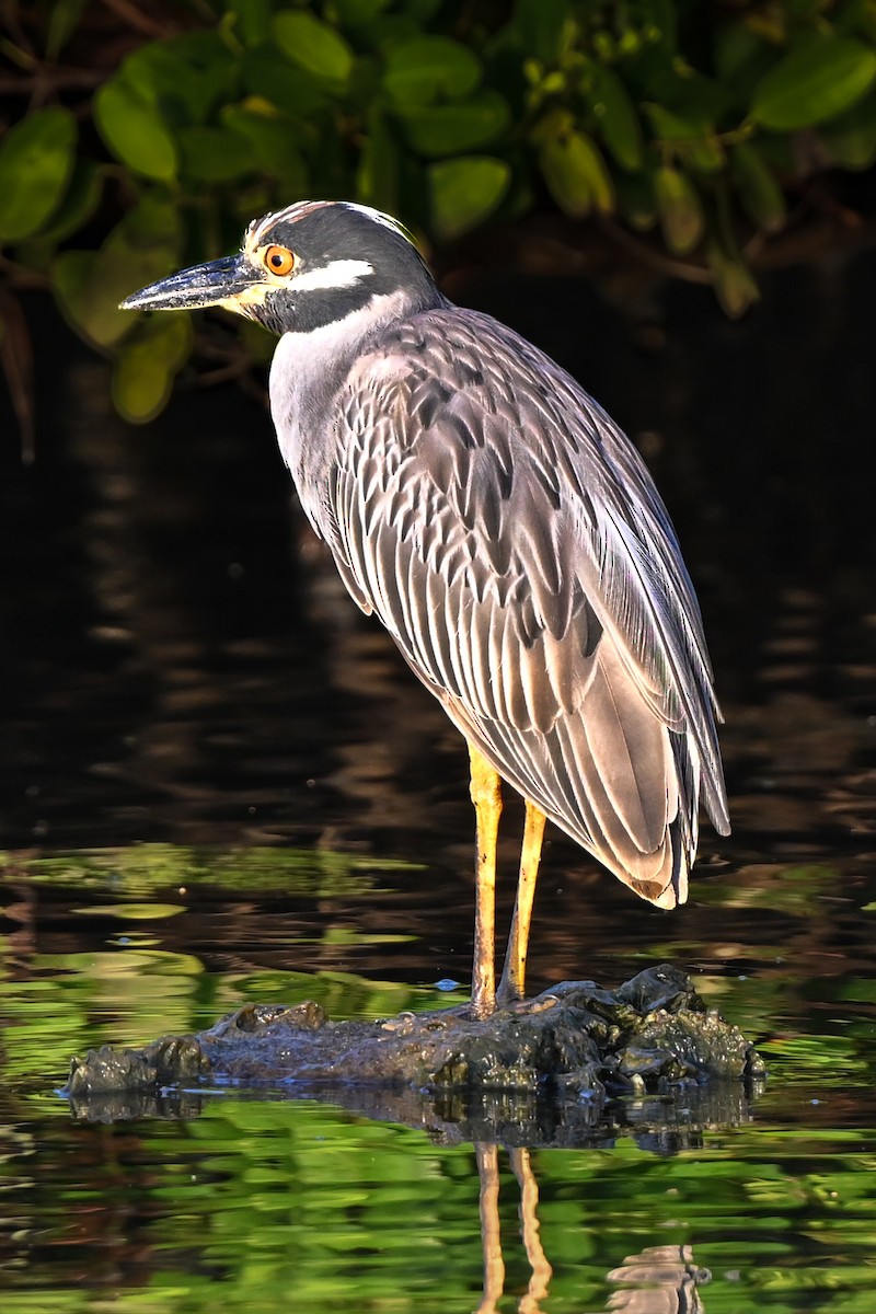 eBird Checklist - 27 Jul 2025 - Hilton Charter Club Naples Bay - 6 species