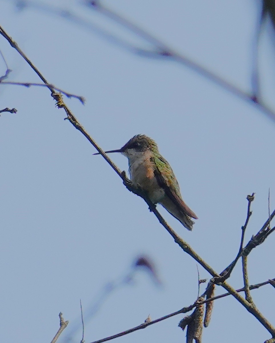 eBird Checklist - 7 Aug 2025 - Angora Fruit Farm - 22 species