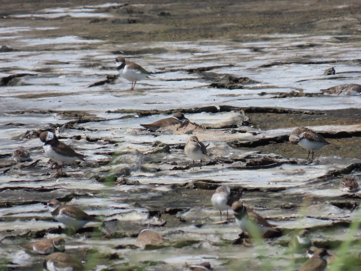 eBird Checklist - 7 Aug 2025 - Parker River NWR - 53 species (+1 other ...