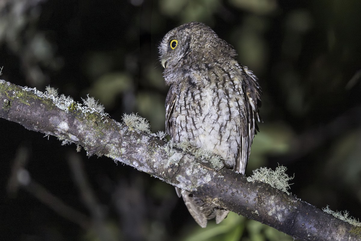 ML639958324 - Koepcke's Screech-Owl - Macaulay Library