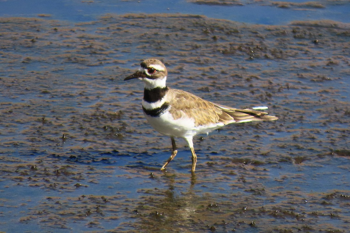 eBird Checklist - 7 Aug 2025 - Alpowa Creek mouth - 30 species