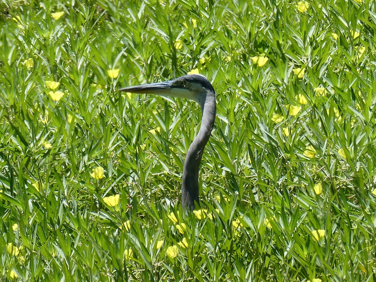 eBird Checklist - 7 Aug 2025 - American River Parkway behind condo ...