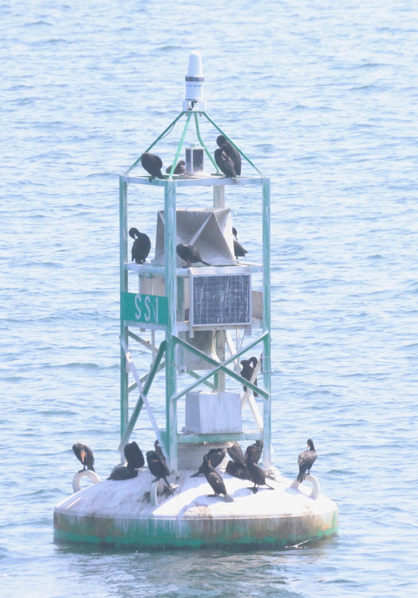 eBird Checklist - 30 Jul 2025 - NS to PEI Ferry- NS section - 7 species