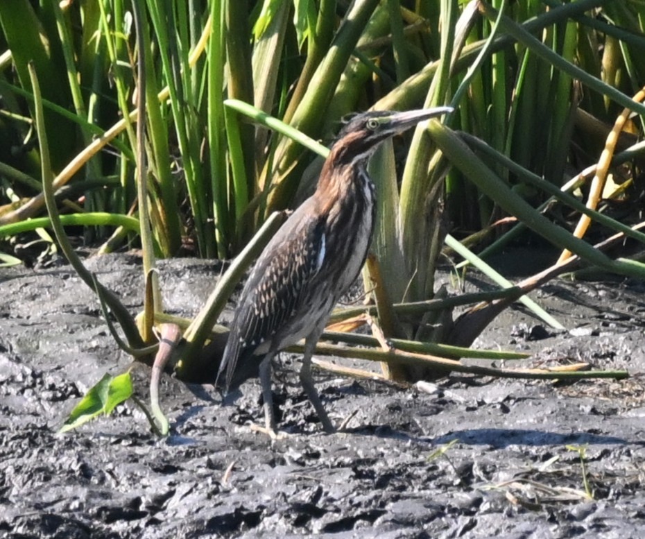 eBird Checklist - 8 Aug 2025 - Salt Creek Marsh Forest Preserve--West ...