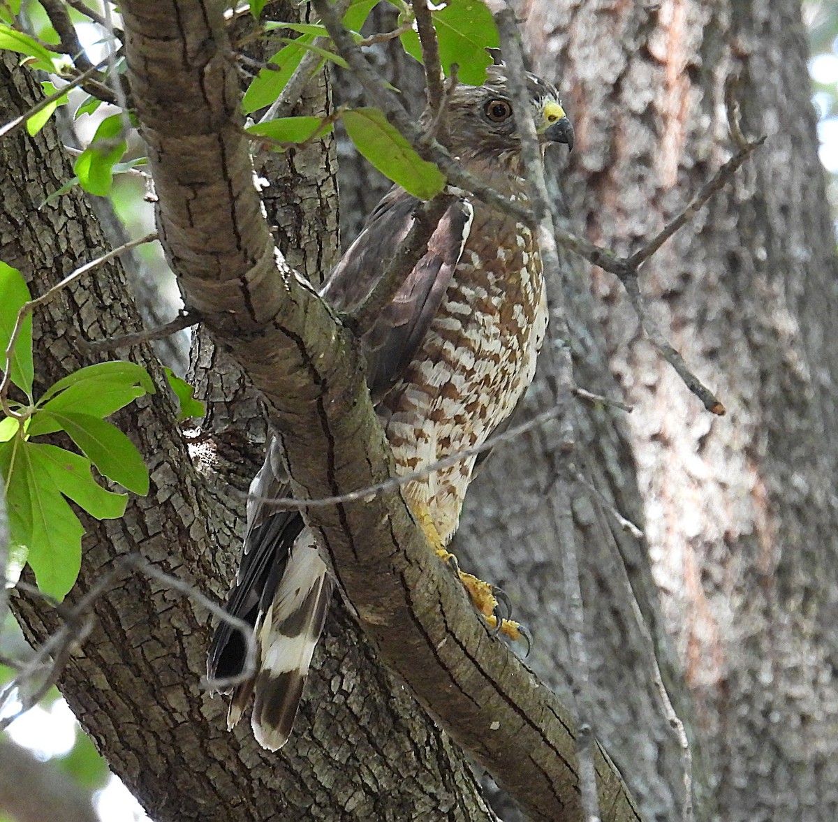 ML639992686 - Broad-winged Hawk - Macaulay Library