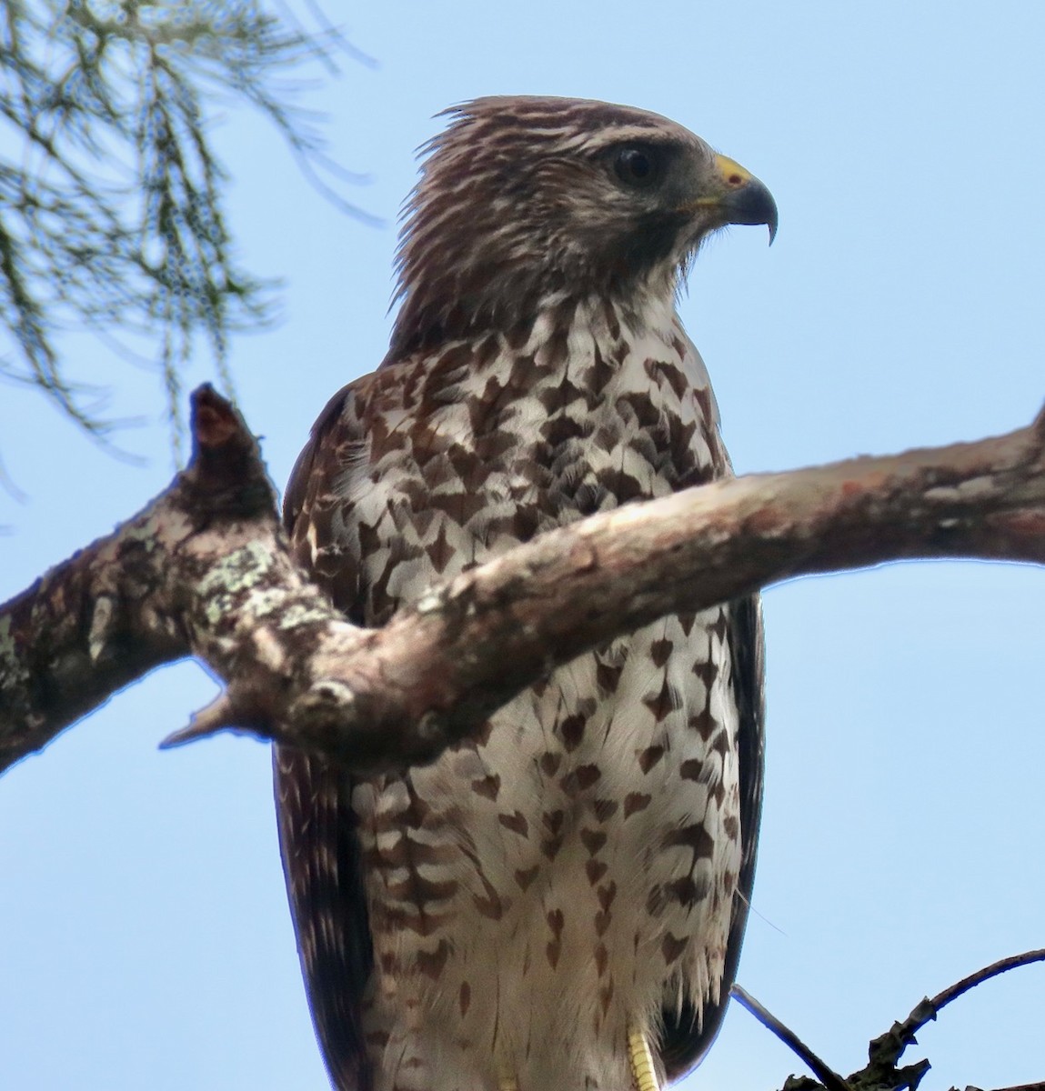 eBird Checklist - 8 Aug 2025 - Loxahatchee NWR - 29 species
