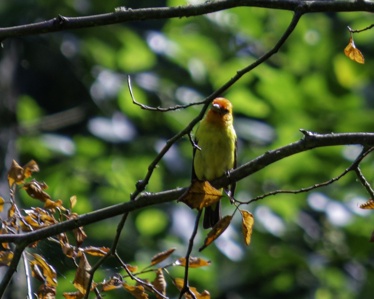 eBird Checklist - 7 Aug 2025 - Forest Park, Everett - 20 species