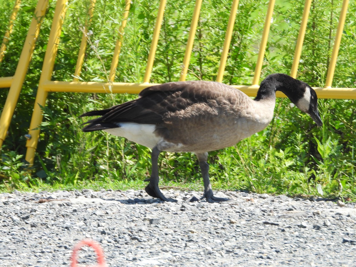 eBird Checklist - 2 Aug 2025 - John Heinz NWR--impoundment (Philadelphia Co.) - 17 species
