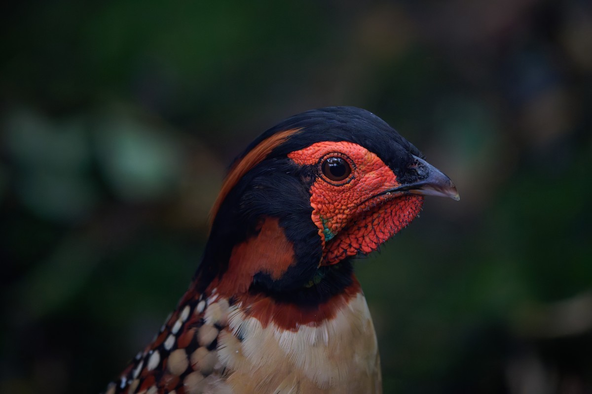 eBird Checklist - 7 Aug 2025 - 三清山风景区 (Sanqing Mountain Scenic Area ...