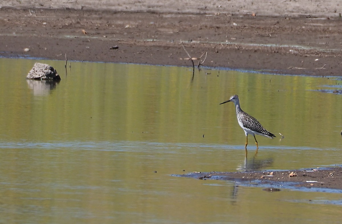 eBird Checklist - 8 Aug 2025 - Blacks Creek Bird Reserve - 15 species