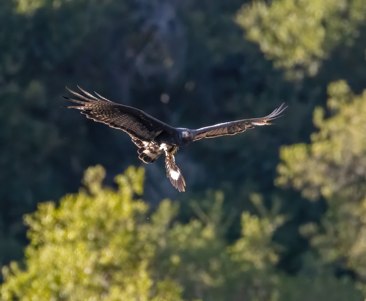 eBird Checklist - 8 Aug 2025 - Condor and Zone-tailed Hawk Stakeout ...