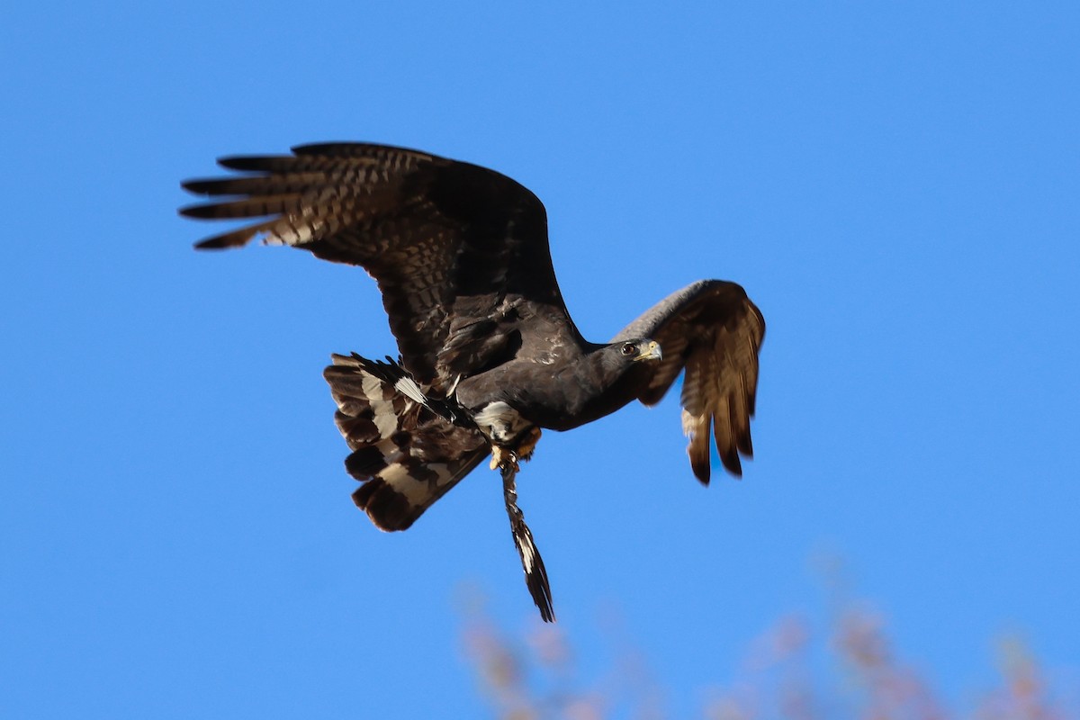 eBird Checklist - 8 Aug 2025 - Condor roost - 13 species