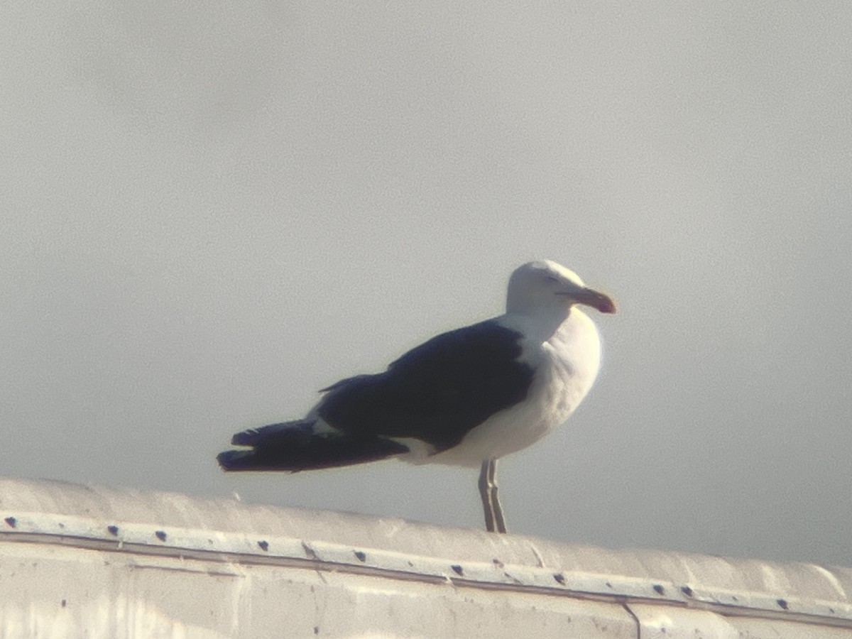 eBird Checklist - 9 Aug 2025 - stakeout Kelp Gull, Milwaukee (2025) - 12 species