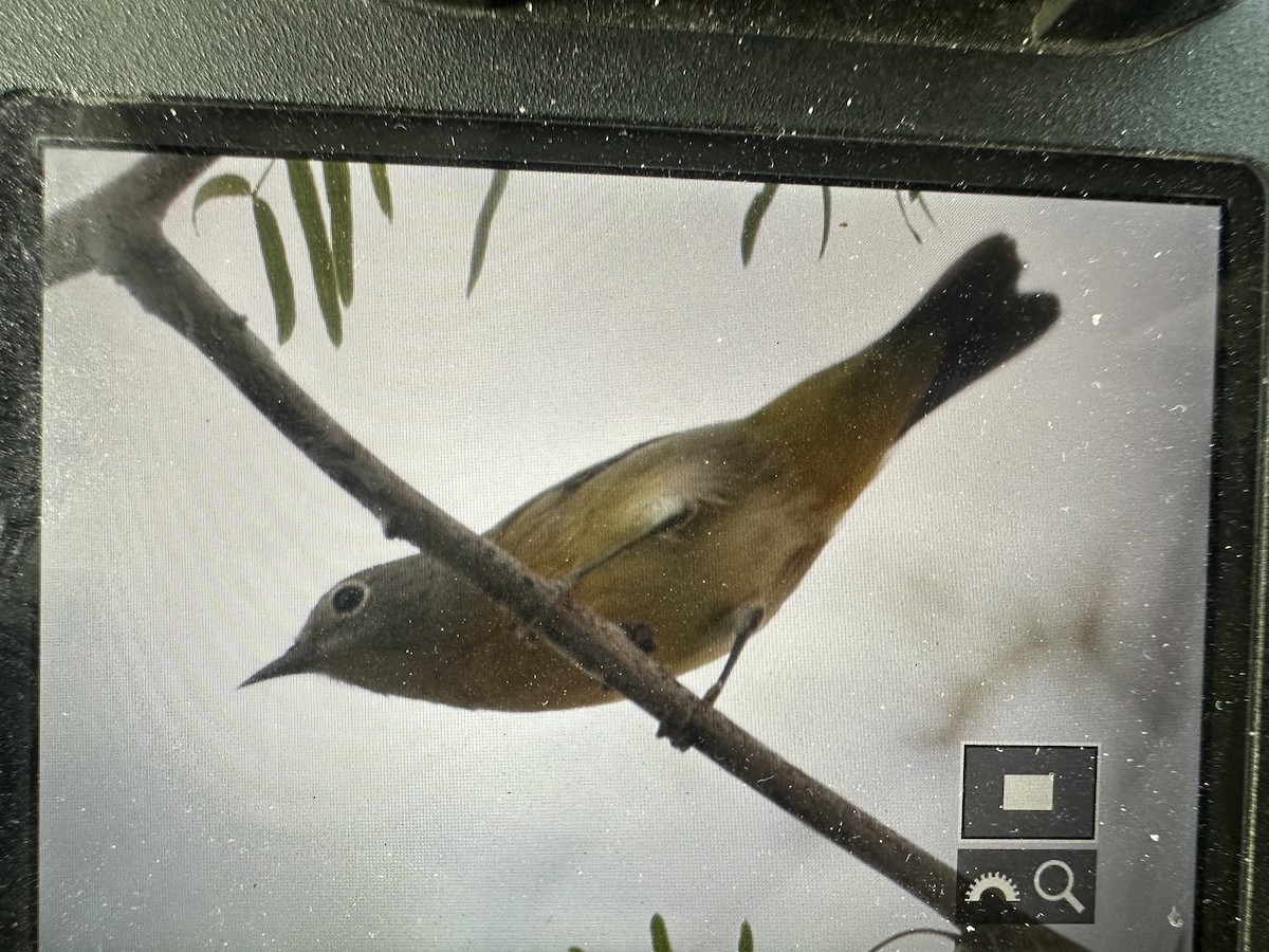 eBird Checklist - 9 Aug 2025 - Neely Ranch Riparian Preserve - 22 species
