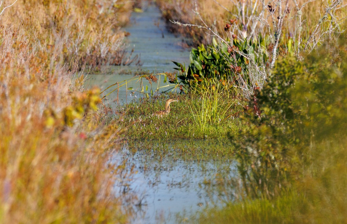eBird Checklist - 9 Aug 2025 - Burrage Pond WMA - 24 species