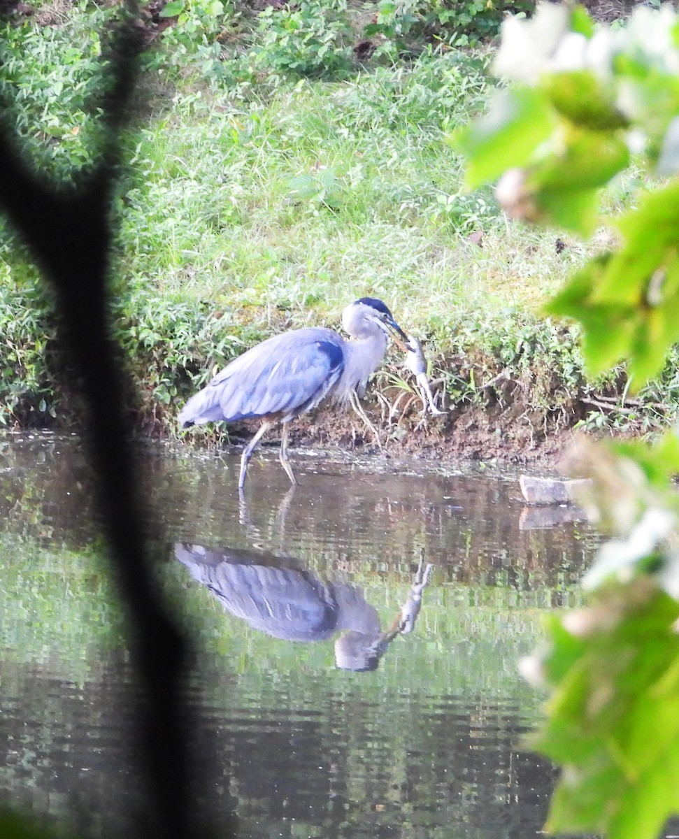 eBird Checklist - 9 Aug 2025 - Daniels Run Park - 27 species