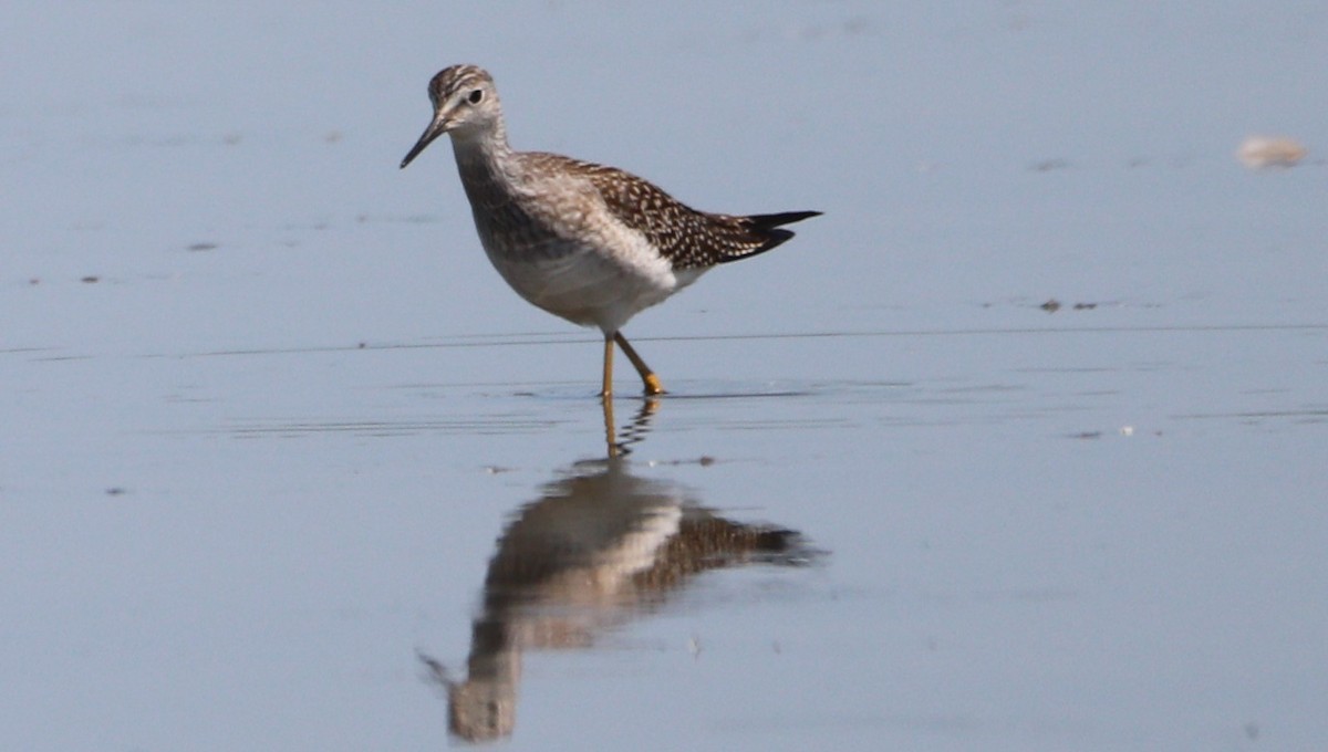 eBird Checklist - 9 Aug 2025 - Jamaica Bay Wildlife Refuge - 37 species