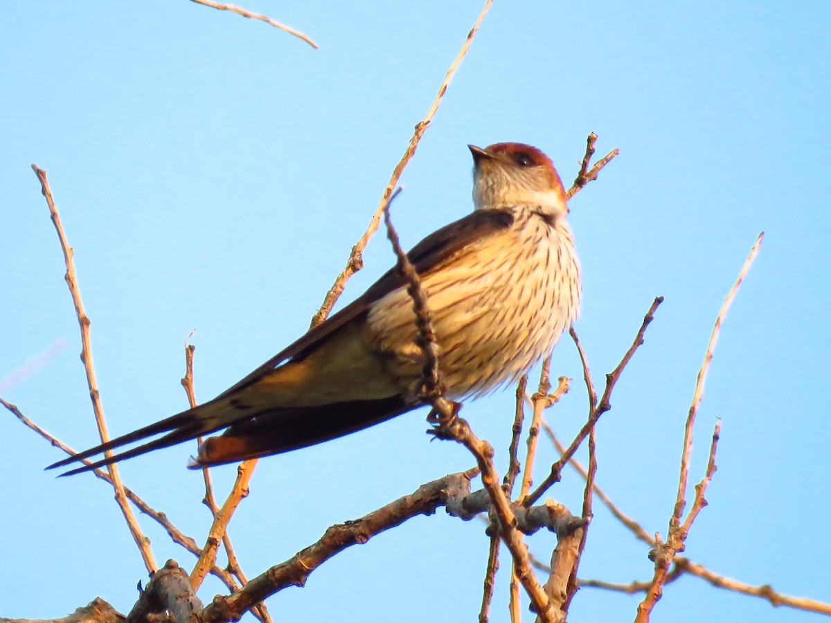 eBird Checklist - 17 Mar 2018 - Barberspan Bird Sanctuary - 98 species