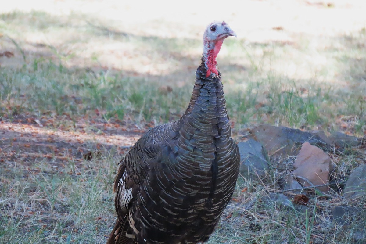 eBird Checklist - 9 Aug 2025 - Waha Lake - 17 species