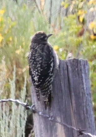 eBird Checklist - 9 Aug 2025 - National Elk Refuge - 8 species