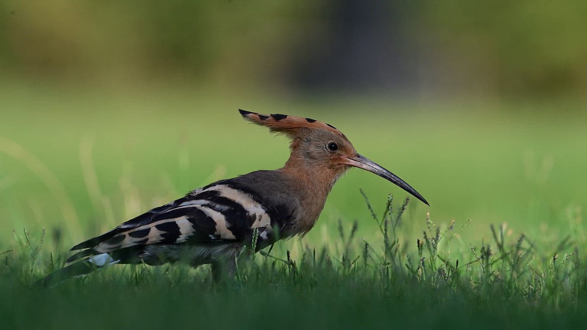 eBird Checklist - 30 Jul 2025 - Jaz pyramid resort Kerdasa EG-Giza 30. ...