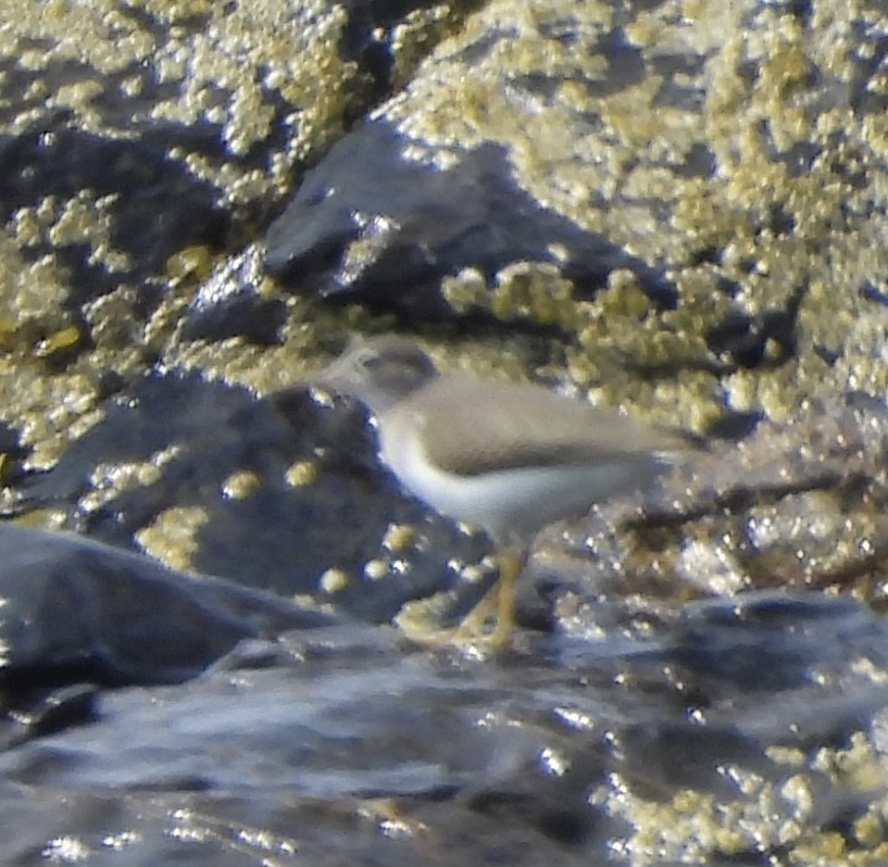 eBird Checklist - 10 Aug 2025 - Rachel Carson NWR--Timber Point Trail ...