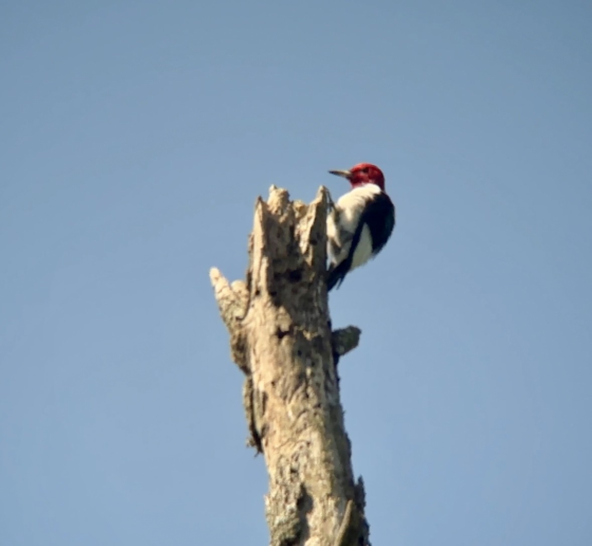 Pennsylvania Bird Atlas Checklist - 10 Aug 2025 - Crows Nest Preserve ...