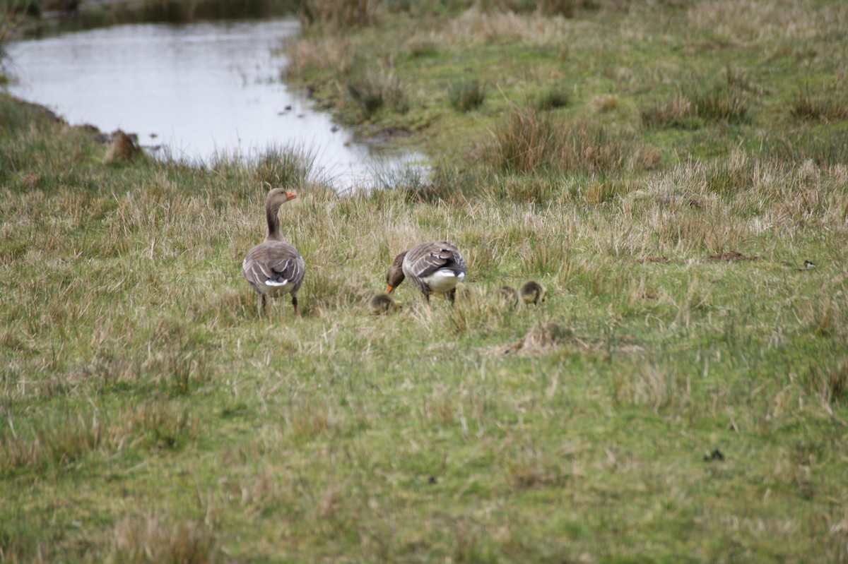 eBird Checklist - 19 Apr 2025 - Vane Farm RSPB Reserve - 33 species