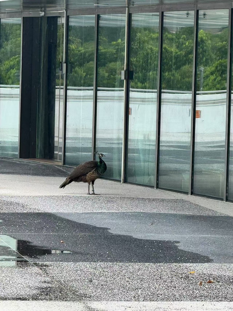 eBird Checklist - 27 Nov 2024 - Sentosa Island - 4 species