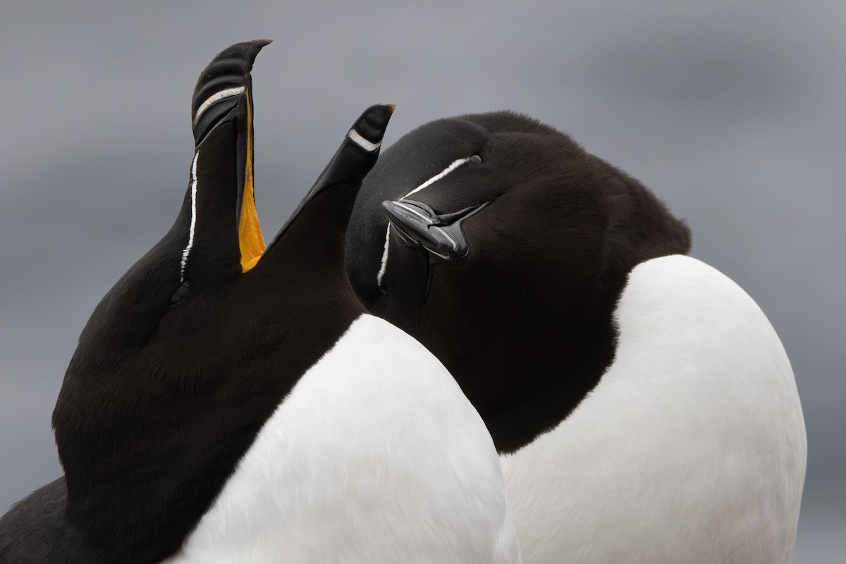 ML640090459 - Razorbill - Macaulay Library