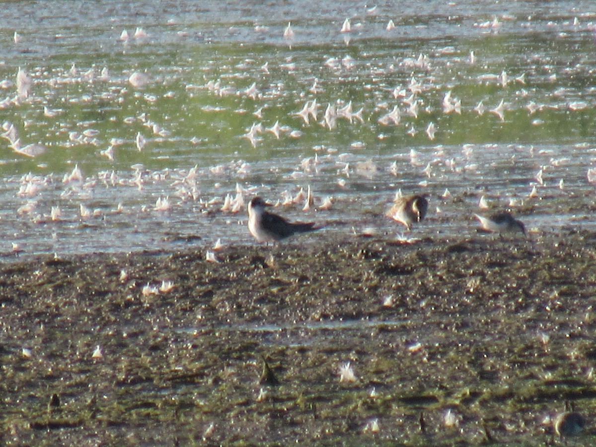 eBird Checklist - 10 Aug 2025 - Fowler Rd. Irrigation Pond - 26 species ...