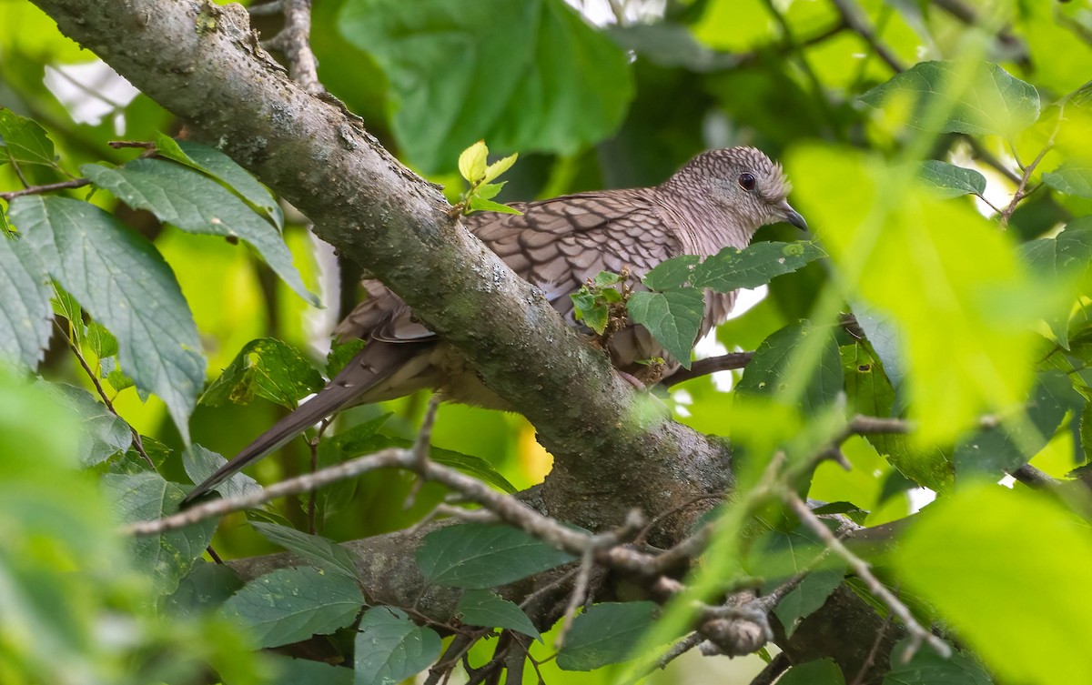 eBird Checklist - 10 Aug 2025 - Yuchi WMA - 15 species