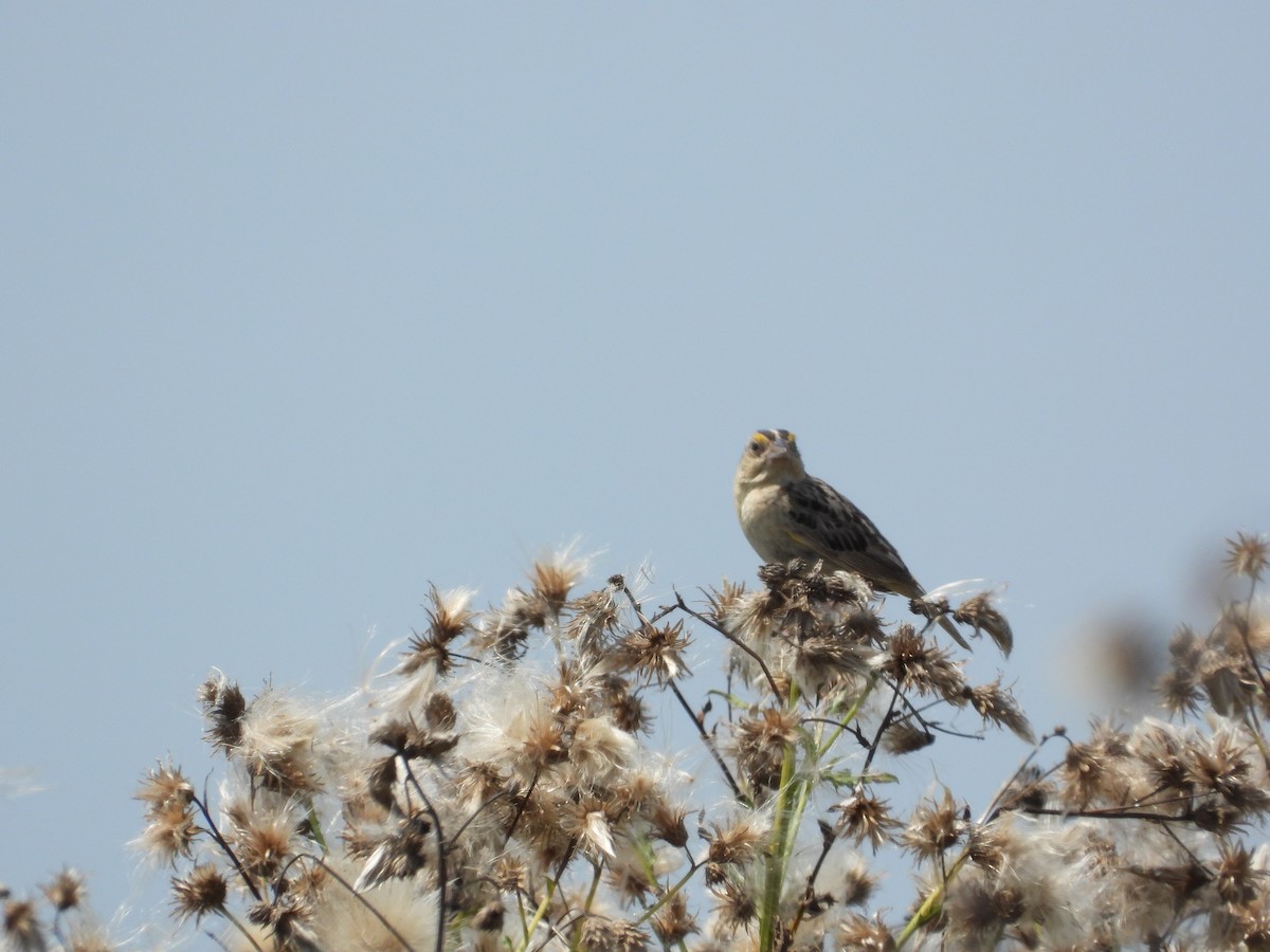 eBird Checklist - 9 Aug 2025 - Mills-Macon Hwy - 10 species