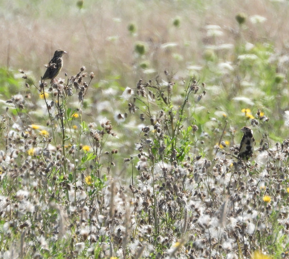 eBird Checklist - 10 Aug 2025 - Mills-Macon Hwy - 9 species