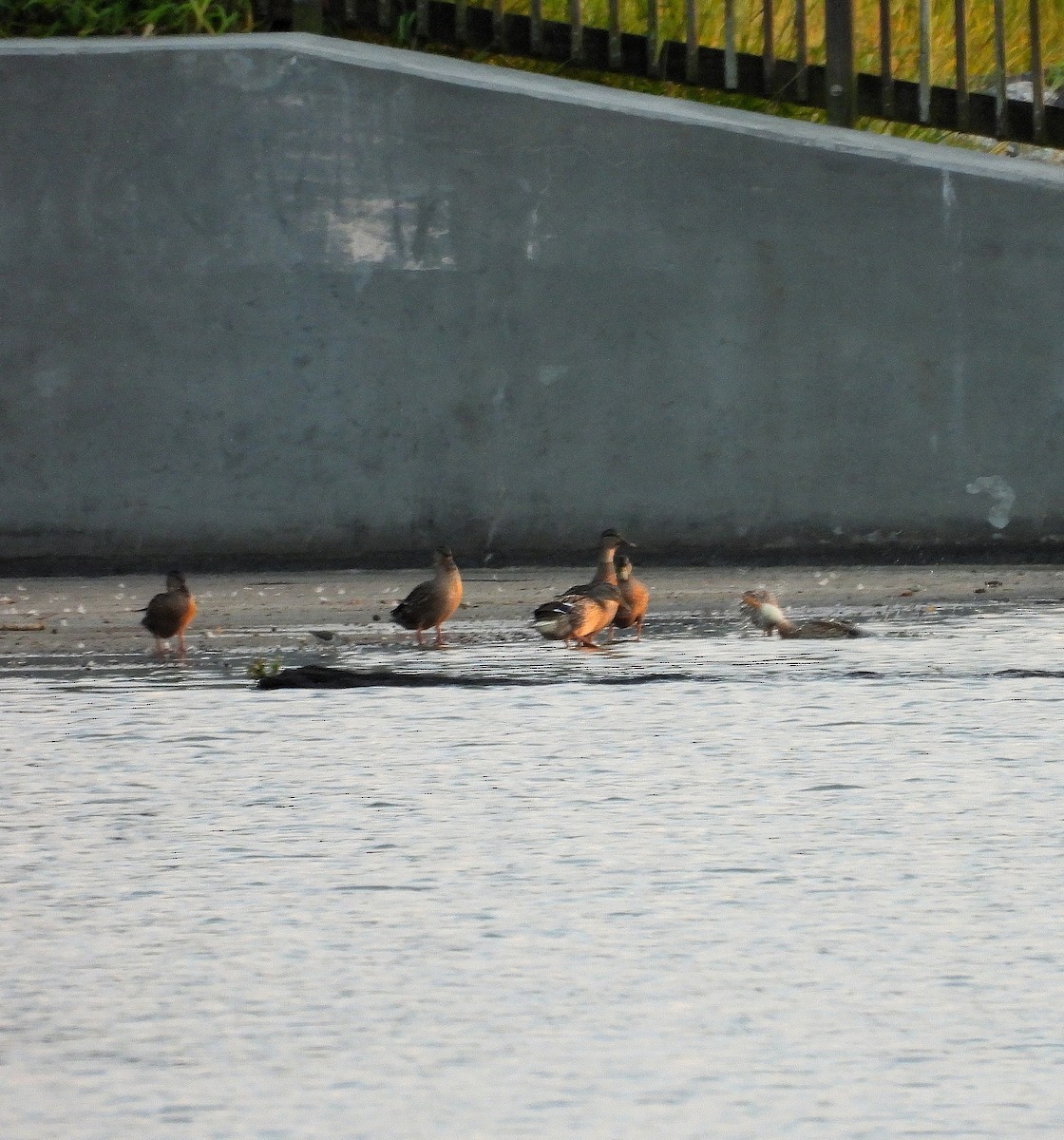 eBird Checklist - 10 Aug 2025 - Stumpy Lake Pier - 18 species (+2 other ...