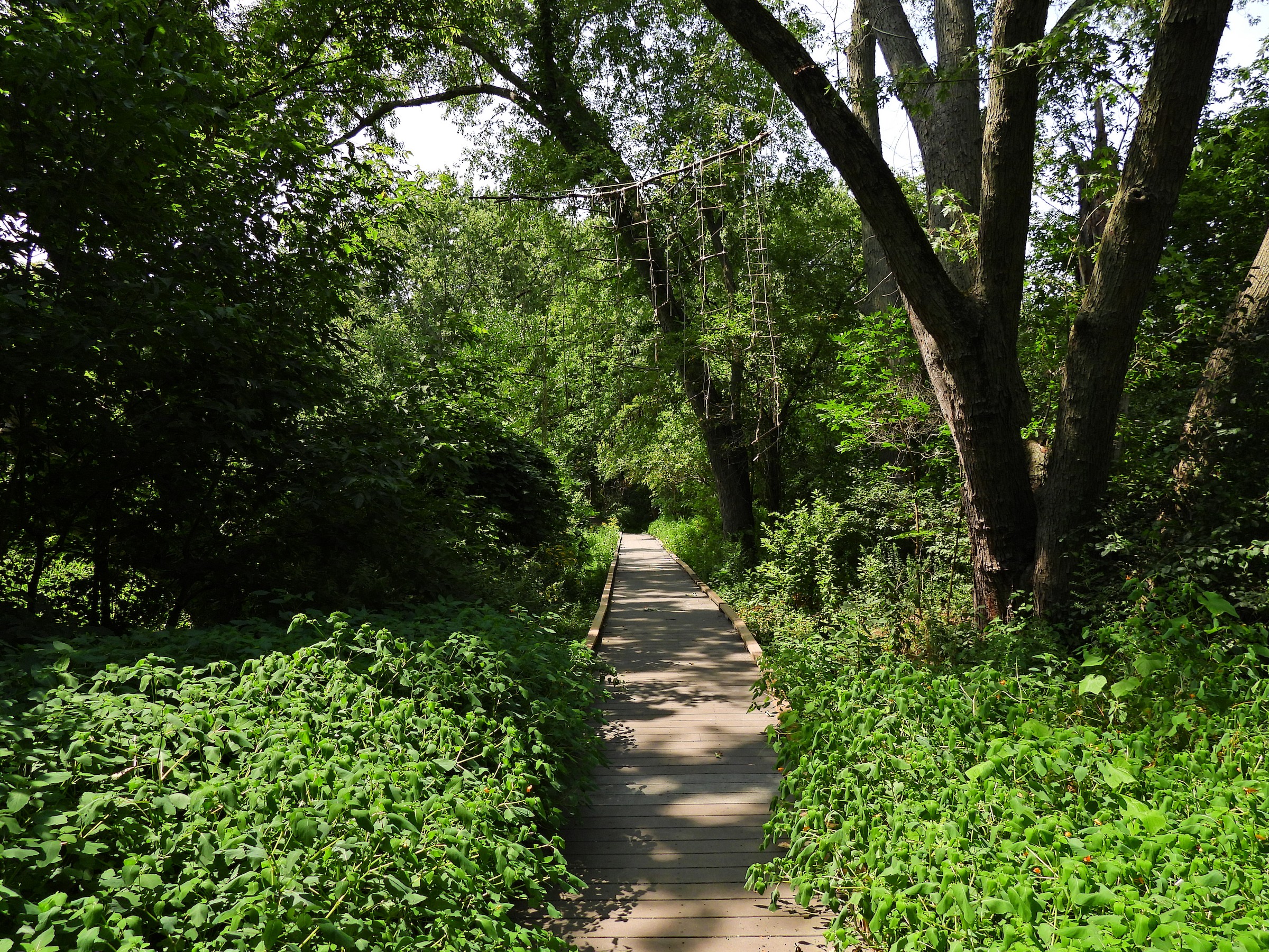 Boston Nature Center Wildlife Sanctuary (Mass Audubon) - Suffolk ...