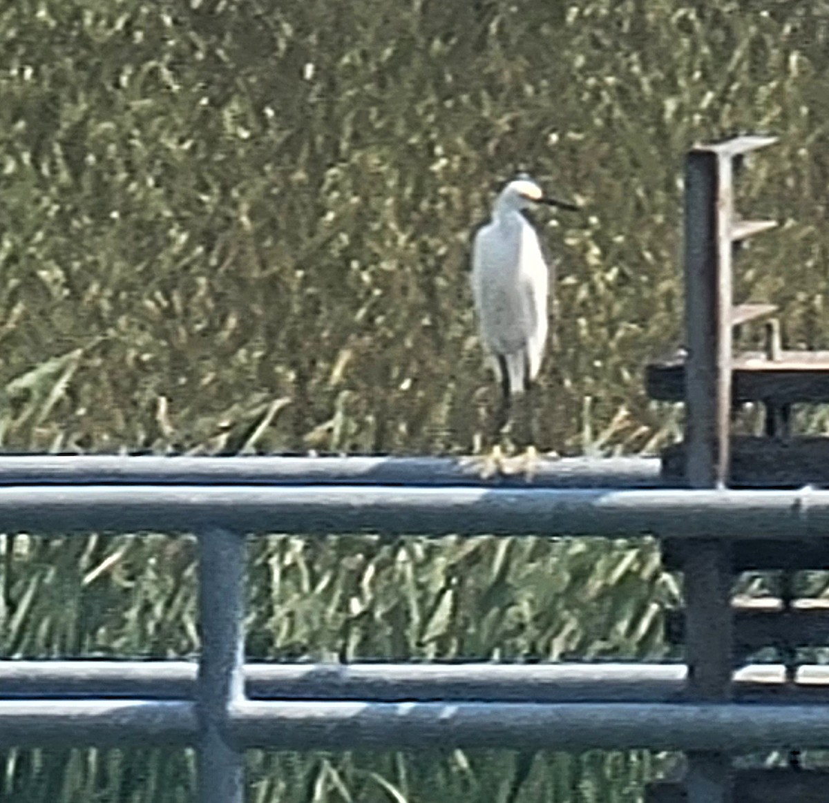 eBird Checklist - 10 Aug 2025 - North Ottawa Impoundment - 36 species